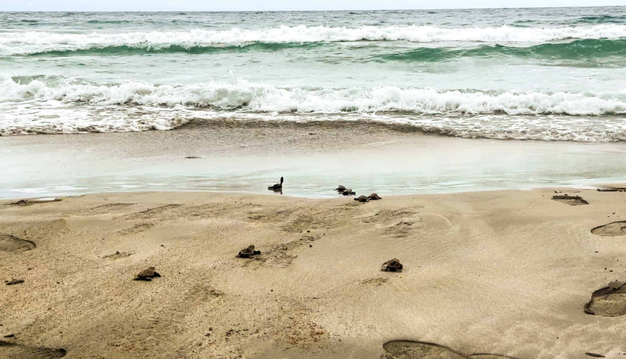 Manzanillo Beach, Costa Rica: Visit the Shipwreck! - Jared's Detours