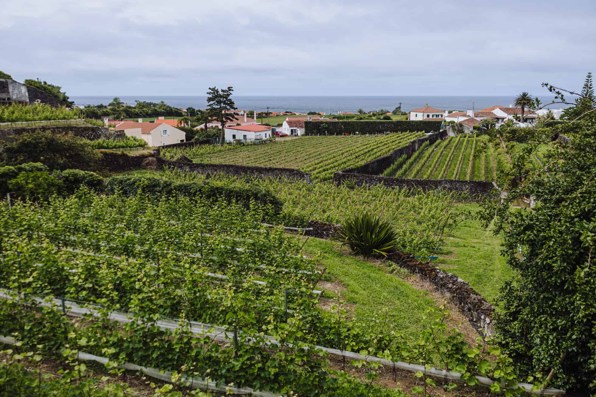 Azores Wine: Vineyards, Wineries, Tastings, and Tours