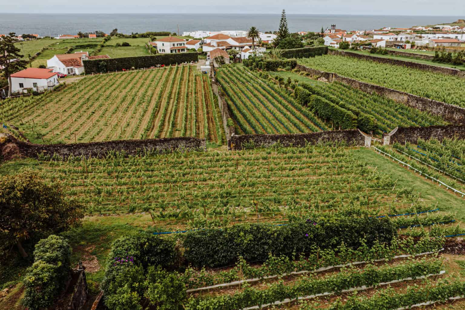 Azores Wine: Vineyards, Wineries, Tastings, and Tours