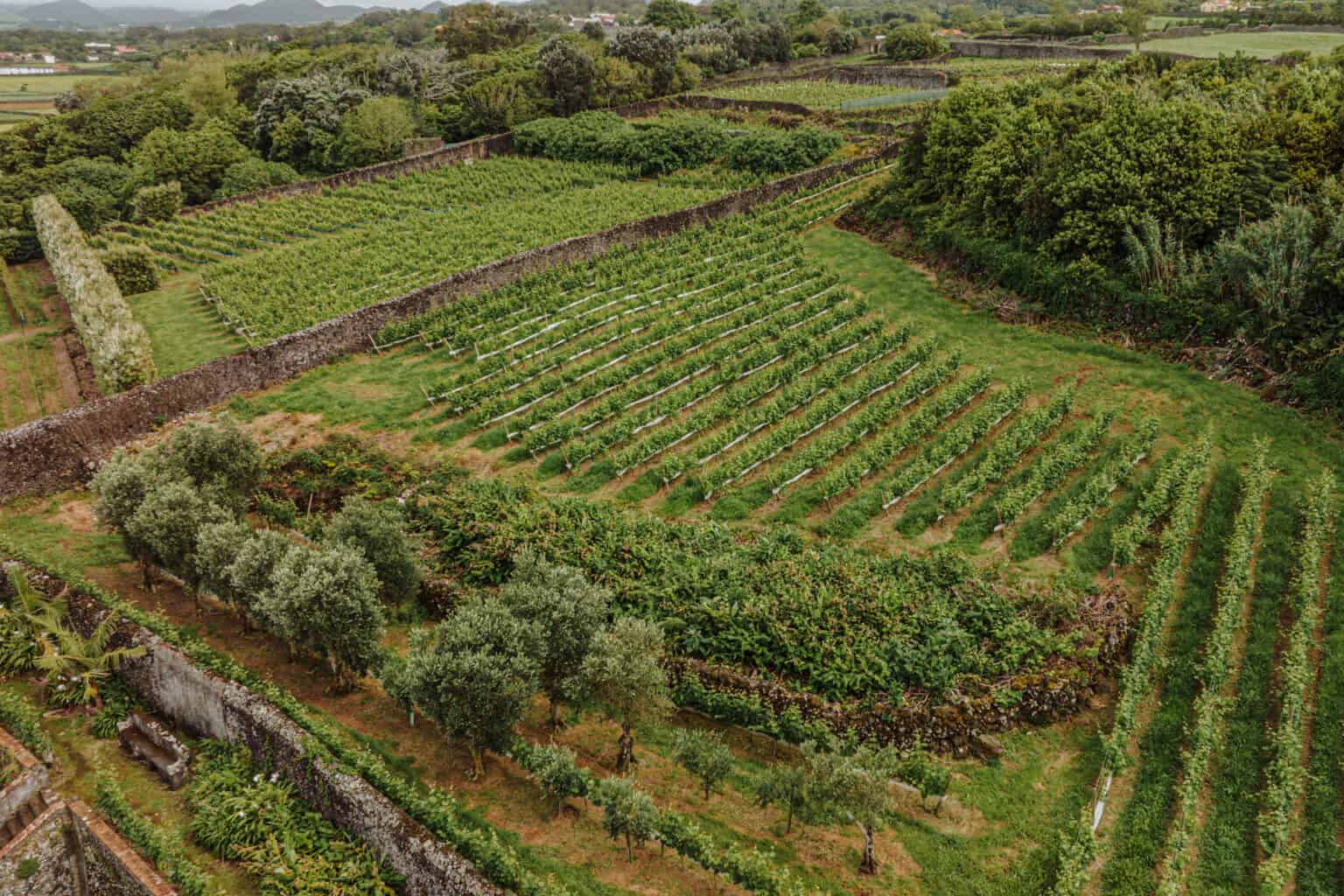 Azores Wine: Vineyards, Wineries, Tastings, and Tours