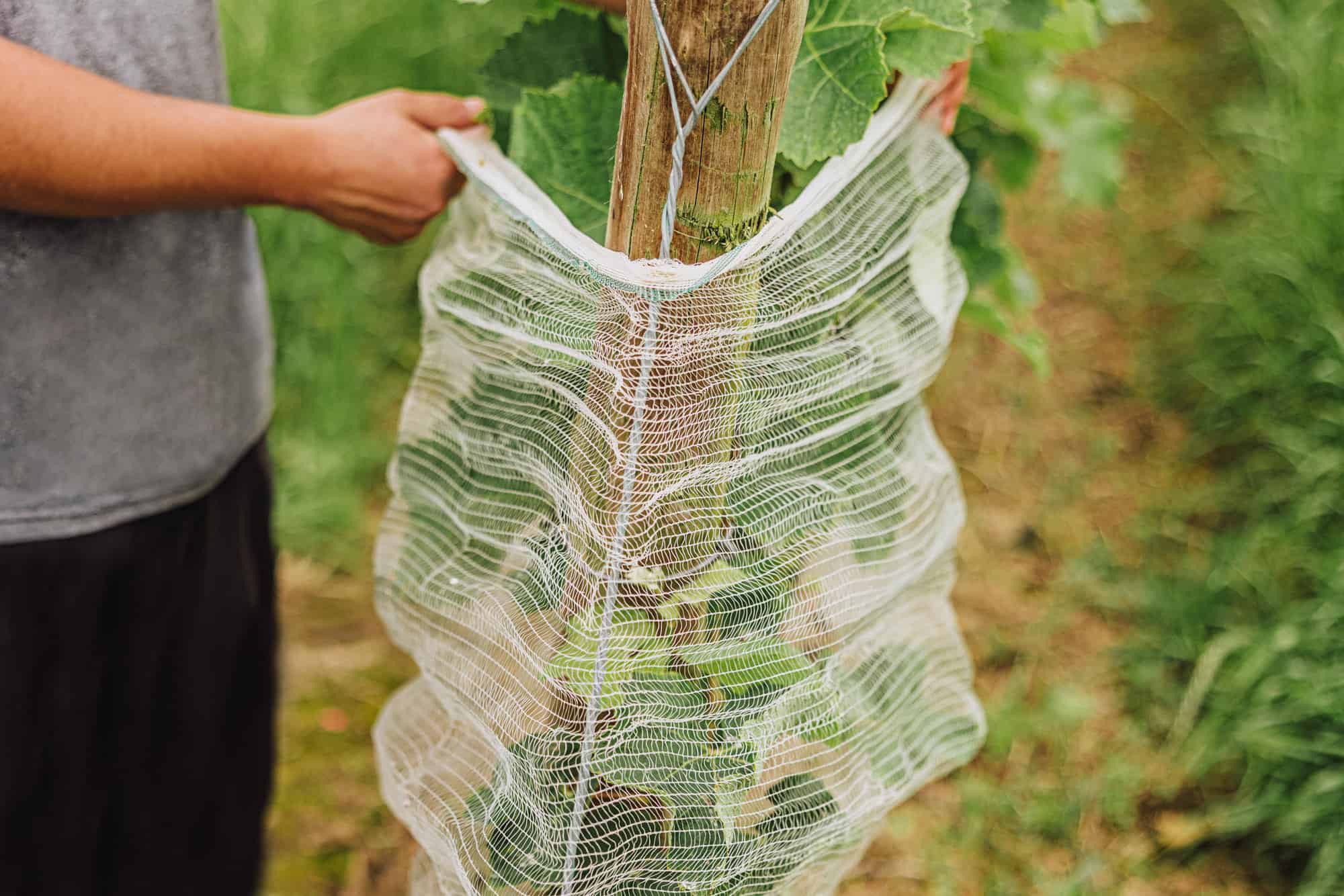 Azores Wine: Vineyards, Wineries, Tastings, and Tours