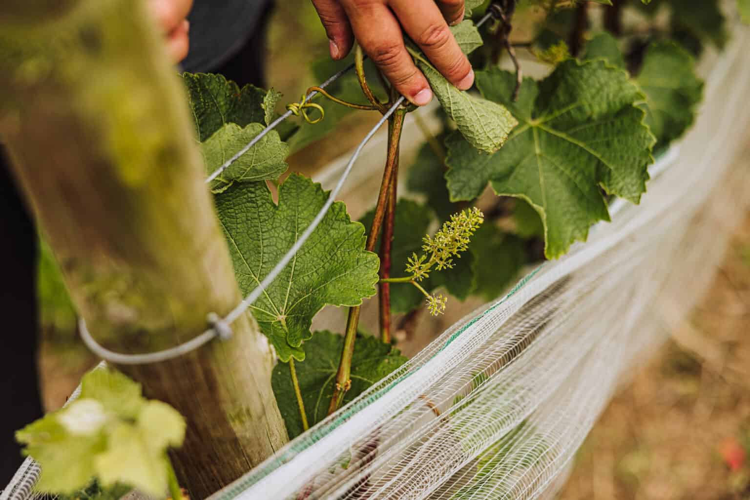 Azores Wine: Vineyards, Wineries, Tastings, and Tours