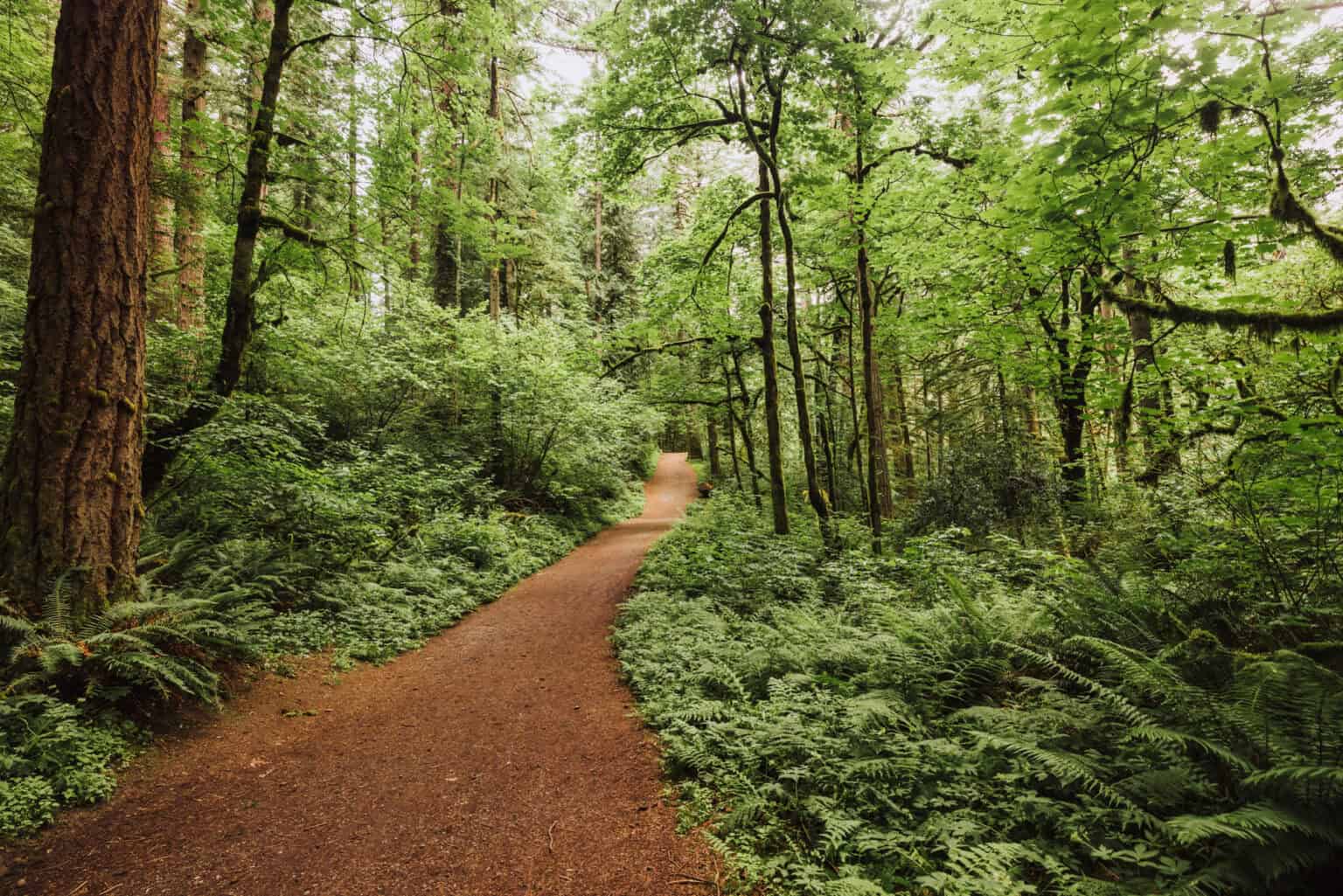 5 Scenic and Family-Friendly Hikes Near Vancouver, WA - Jared's Detours