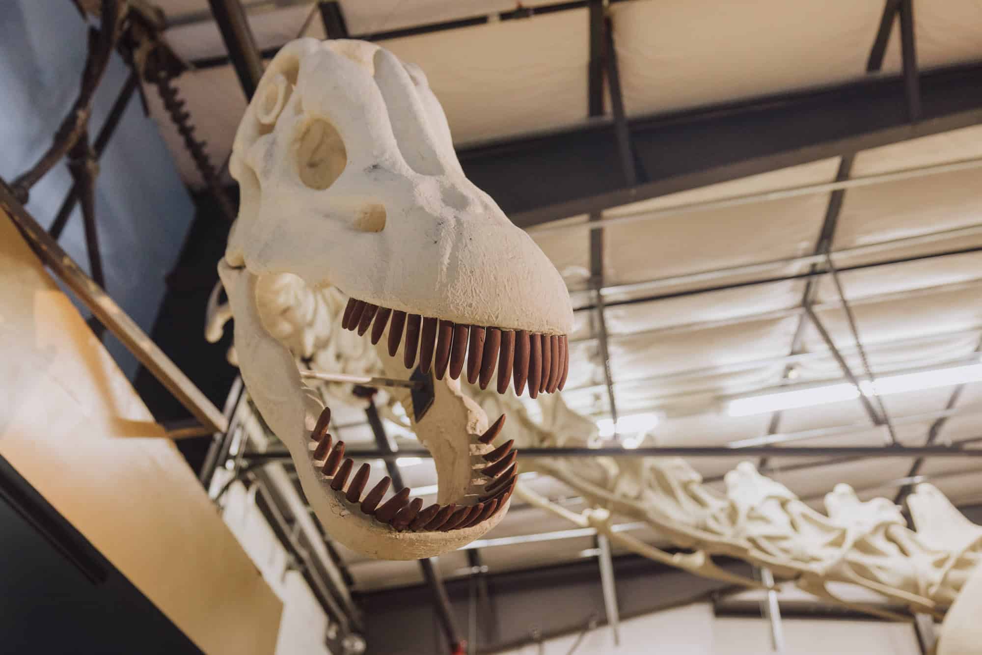 The Montana Dinosaur Center: The Dino Dig & Museum Experience - Jared's ...