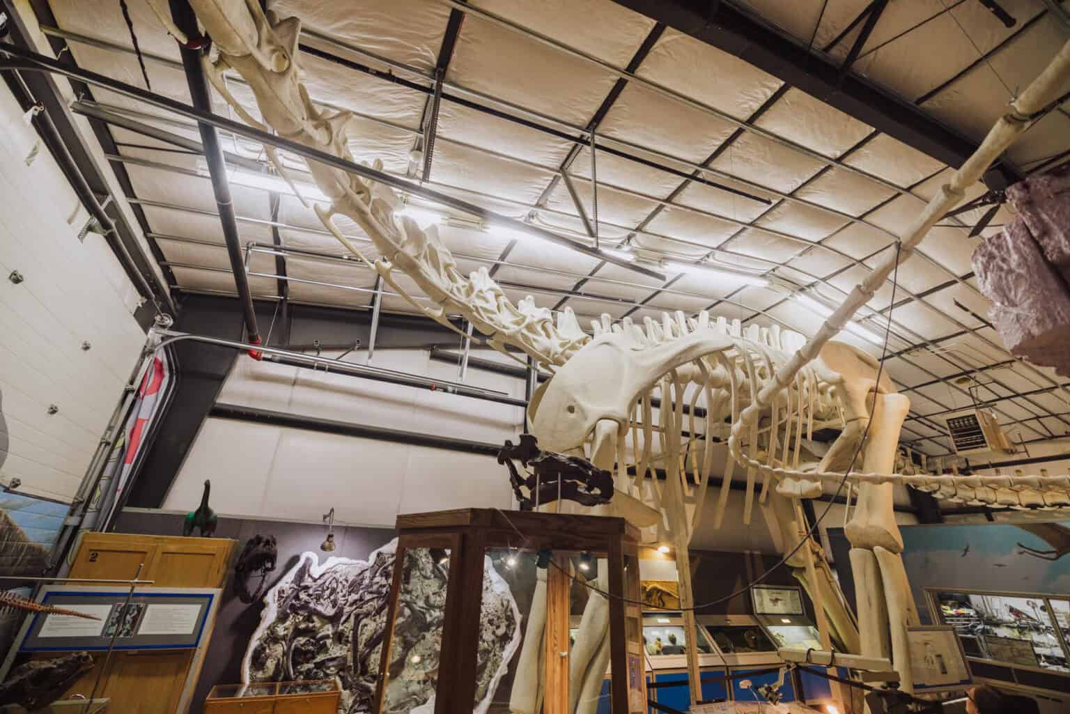 The Montana Dinosaur Center: The Dino Dig & Museum Experience - Jared's ...