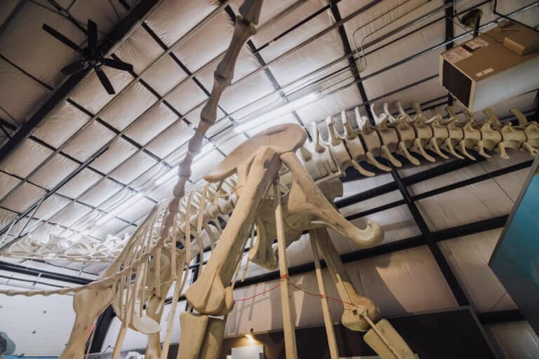 The Montana Dinosaur Center: The Dino Dig & Museum Experience - Jared's ...