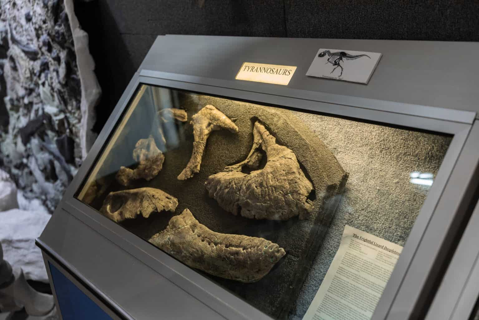 The Montana Dinosaur Center: The Dino Dig & Museum Experience - Jared's ...