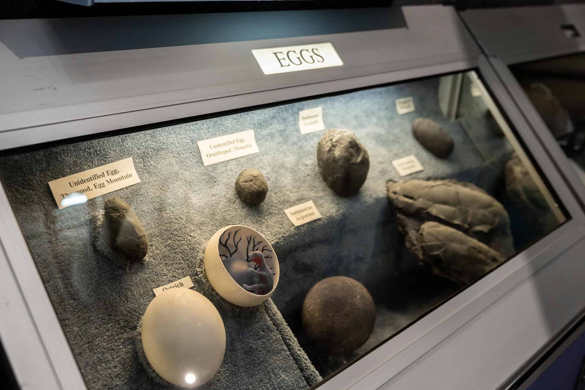 The Montana Dinosaur Center: The Dino Dig & Museum Experience - Jared's ...