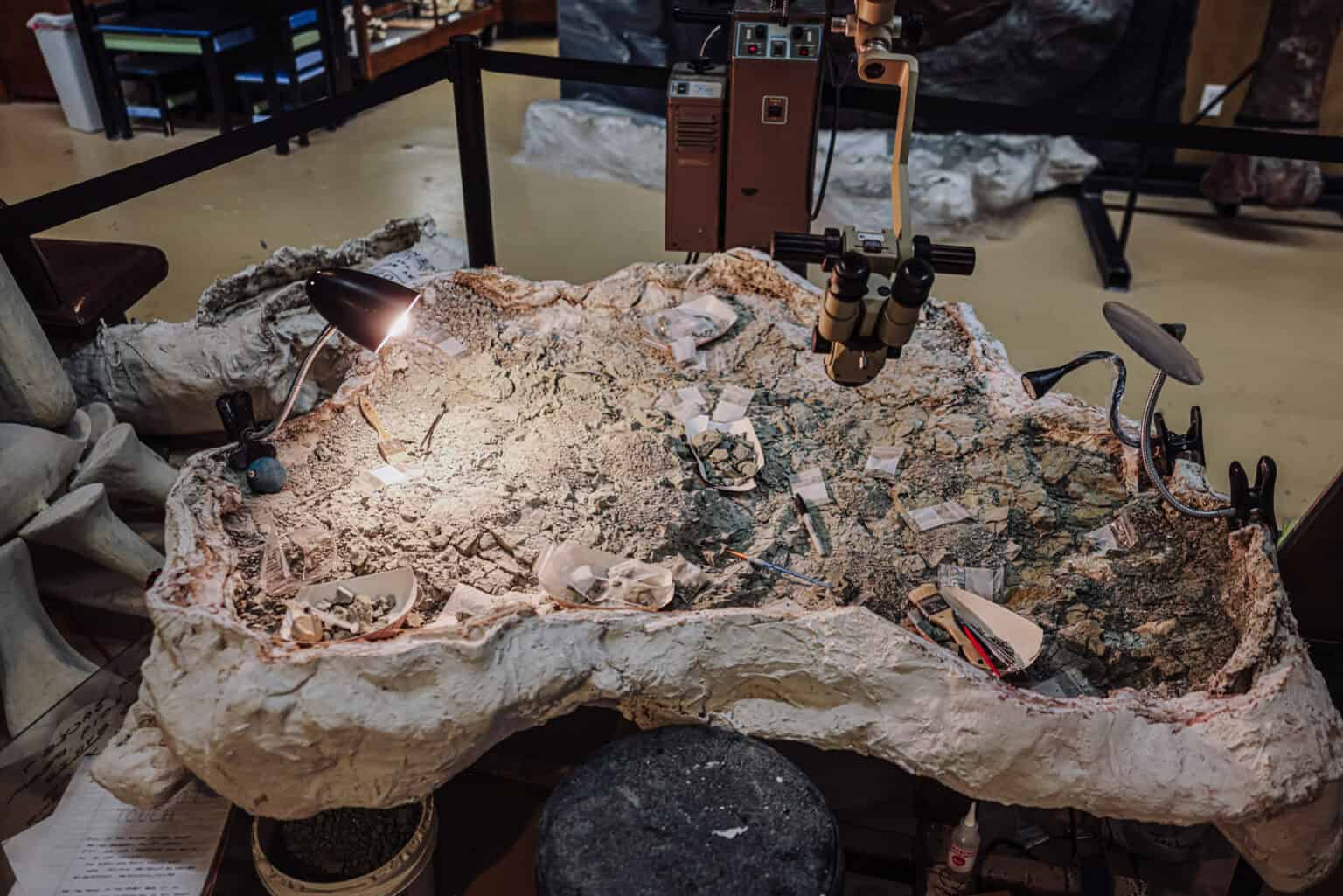 The Montana Dinosaur Center: The Dino Dig & Museum Experience - Jared's ...