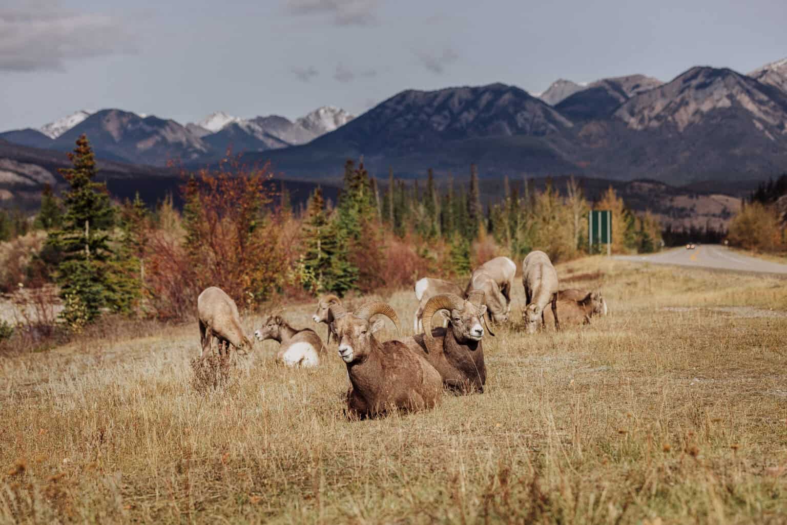 October in Jasper National Park: Autumn Turns to Winter - Jared's Detours